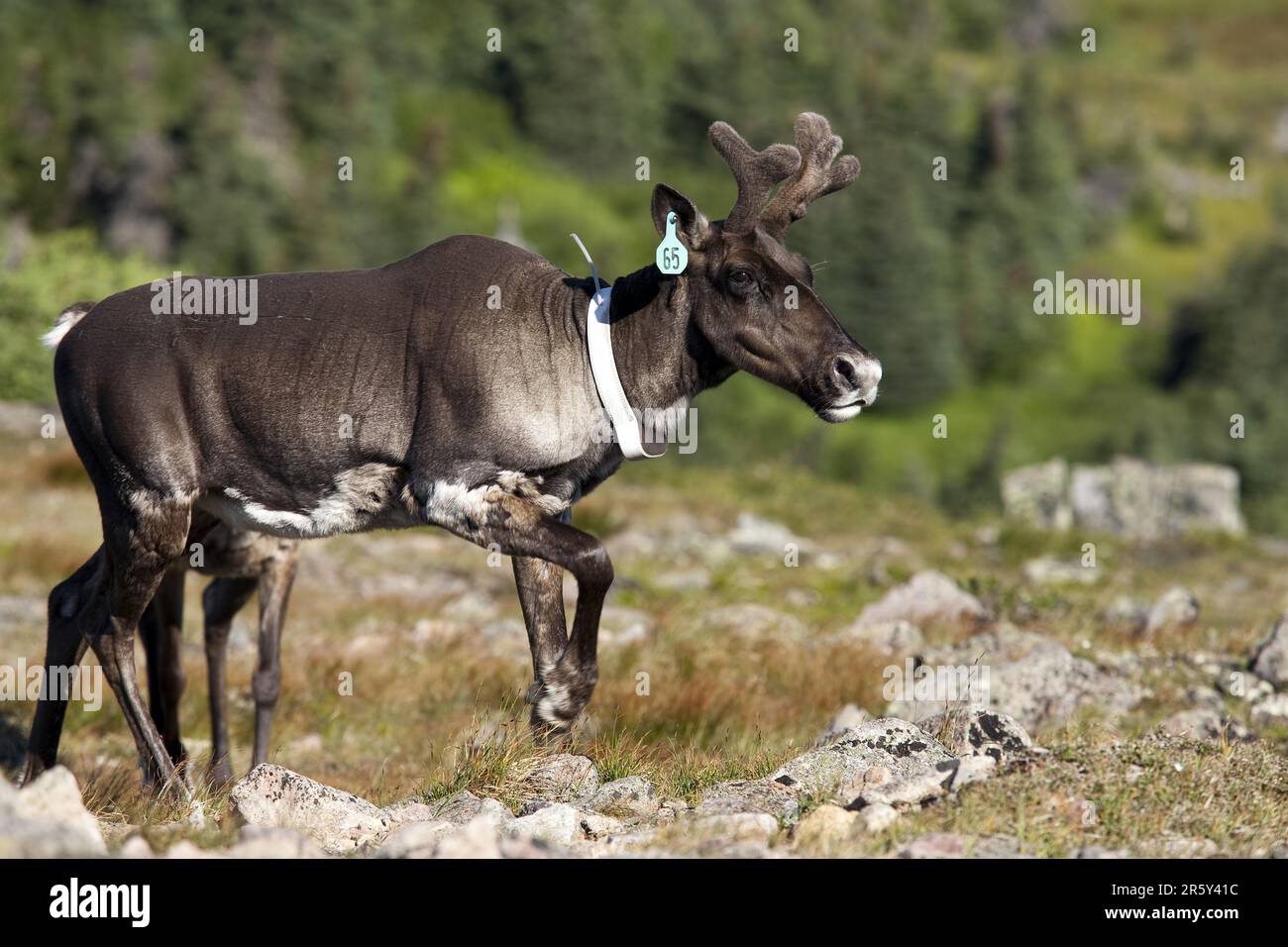 Caribou (Rangifer tarandus caribou), ear tag, female with radio collar ...