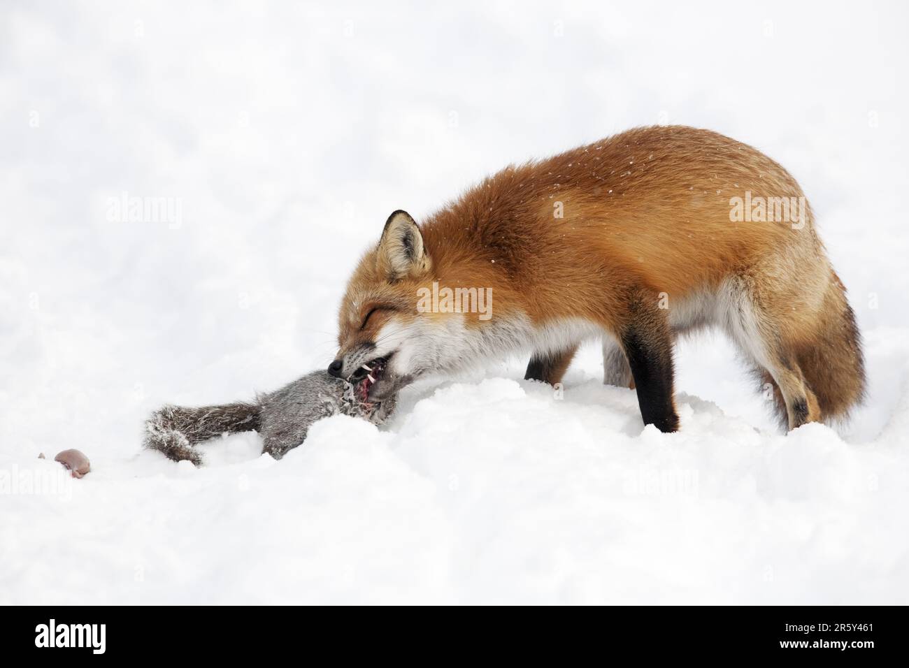 American red fox (Vulpes vulpes fulva) with captured grey squirrel ...