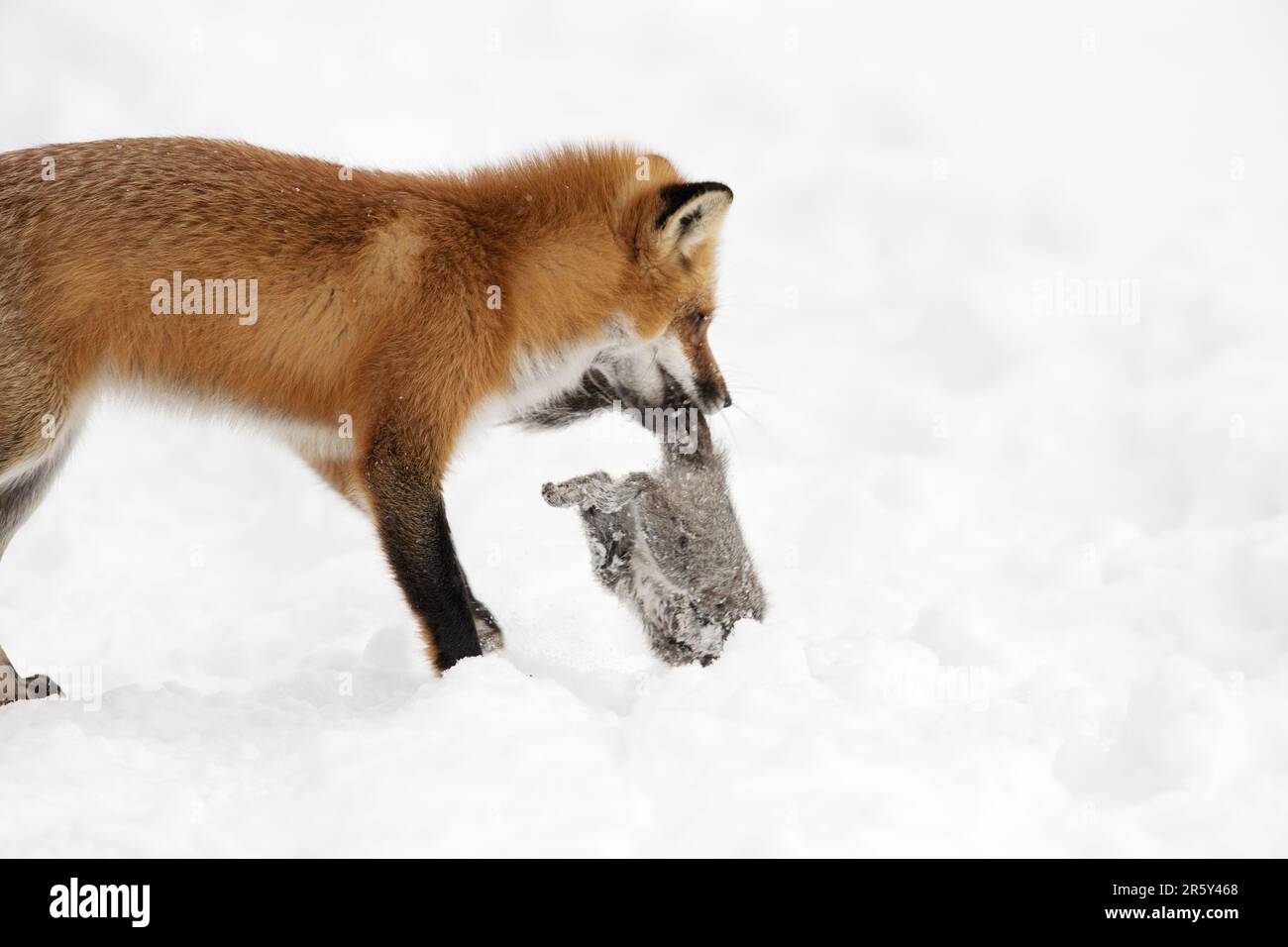 American red fox (Vulpes vulpes fulva) with captured grey squirrel ...