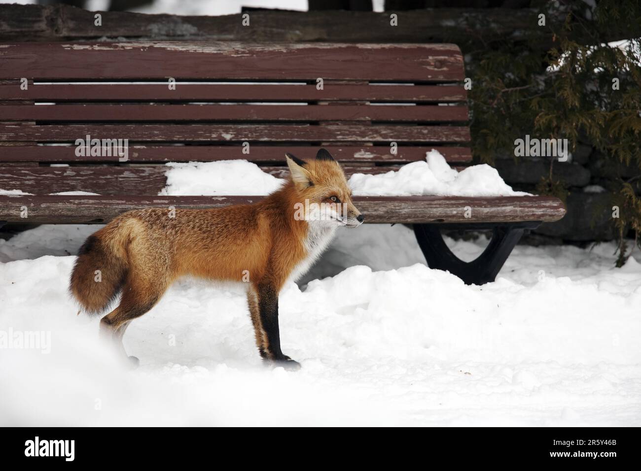 American red fox (Vulpes vulpes fulva), Montreal, American red fox ...