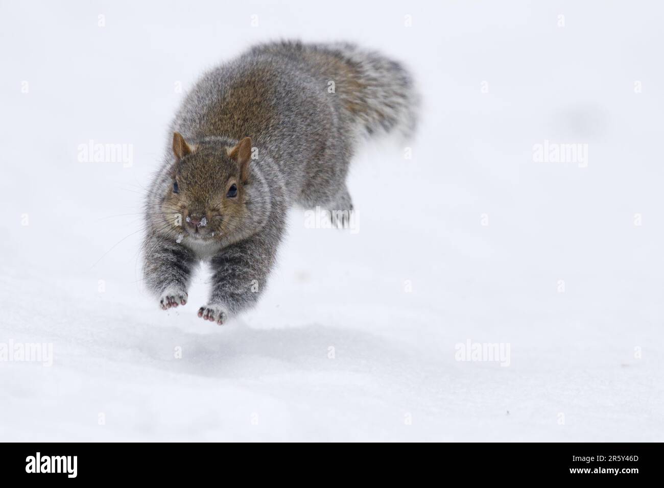 Eastern gray squirrel (Sciurus carolinensis), Quebec, releasable ...