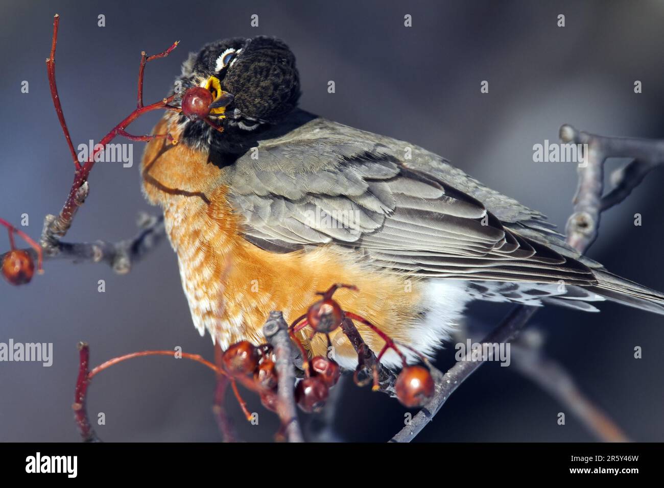 American robin (Turdus migratorius), American Robin, Canada Stock Photo ...