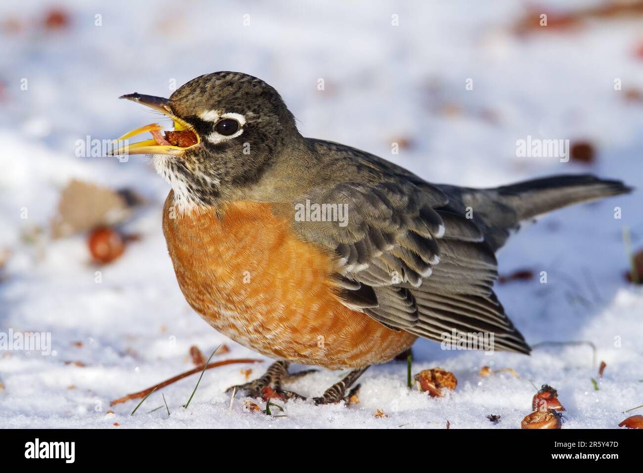 Canadian robin hi-res stock photography and images - Alamy