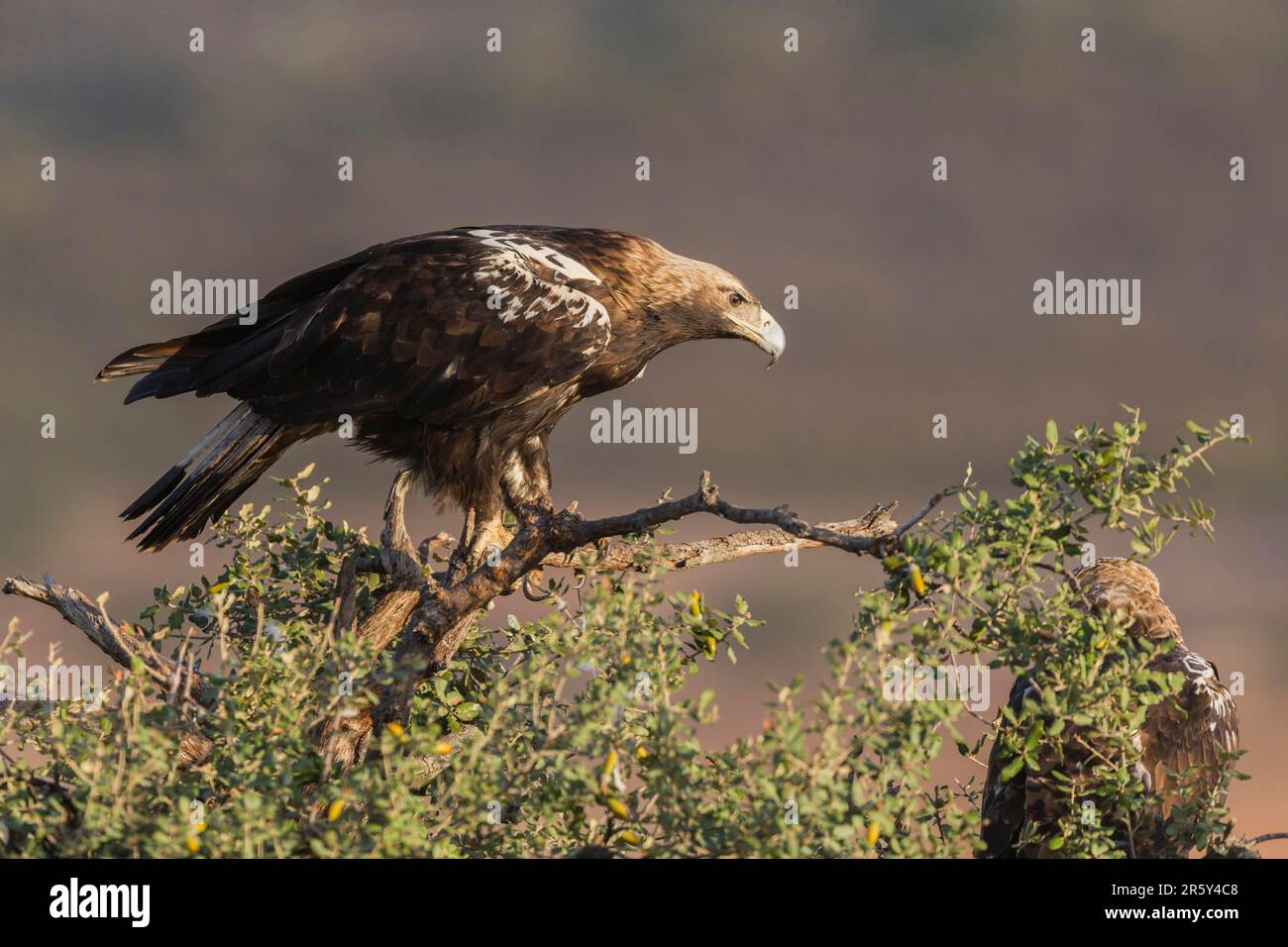 Spanish imperial eagle (Aquila adalberti), Spain Stock Photo - Alamy