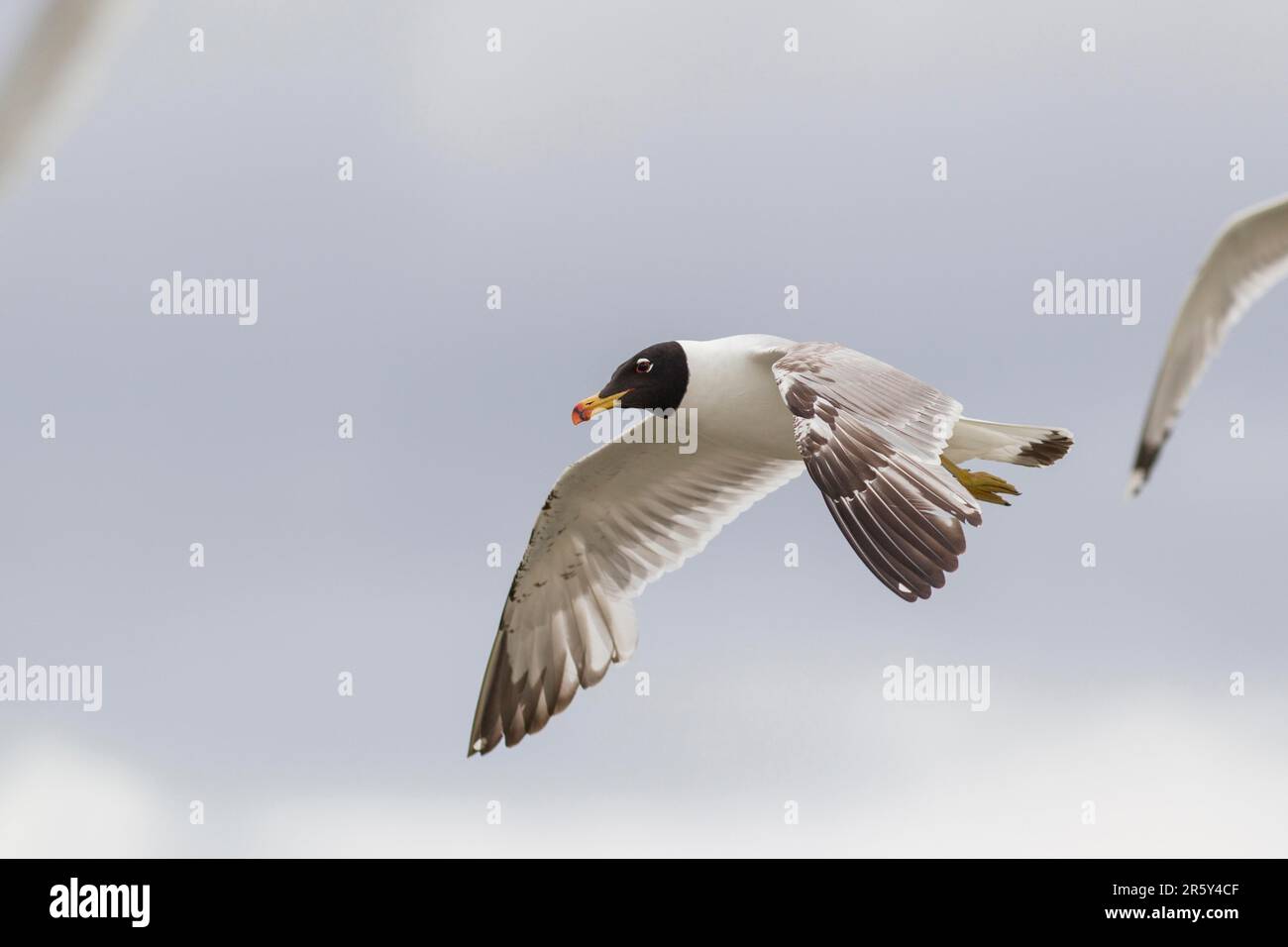 Palla's gull, Romania Danube delta (Ichthyaetus ichthyaetus Stock Photo ...
