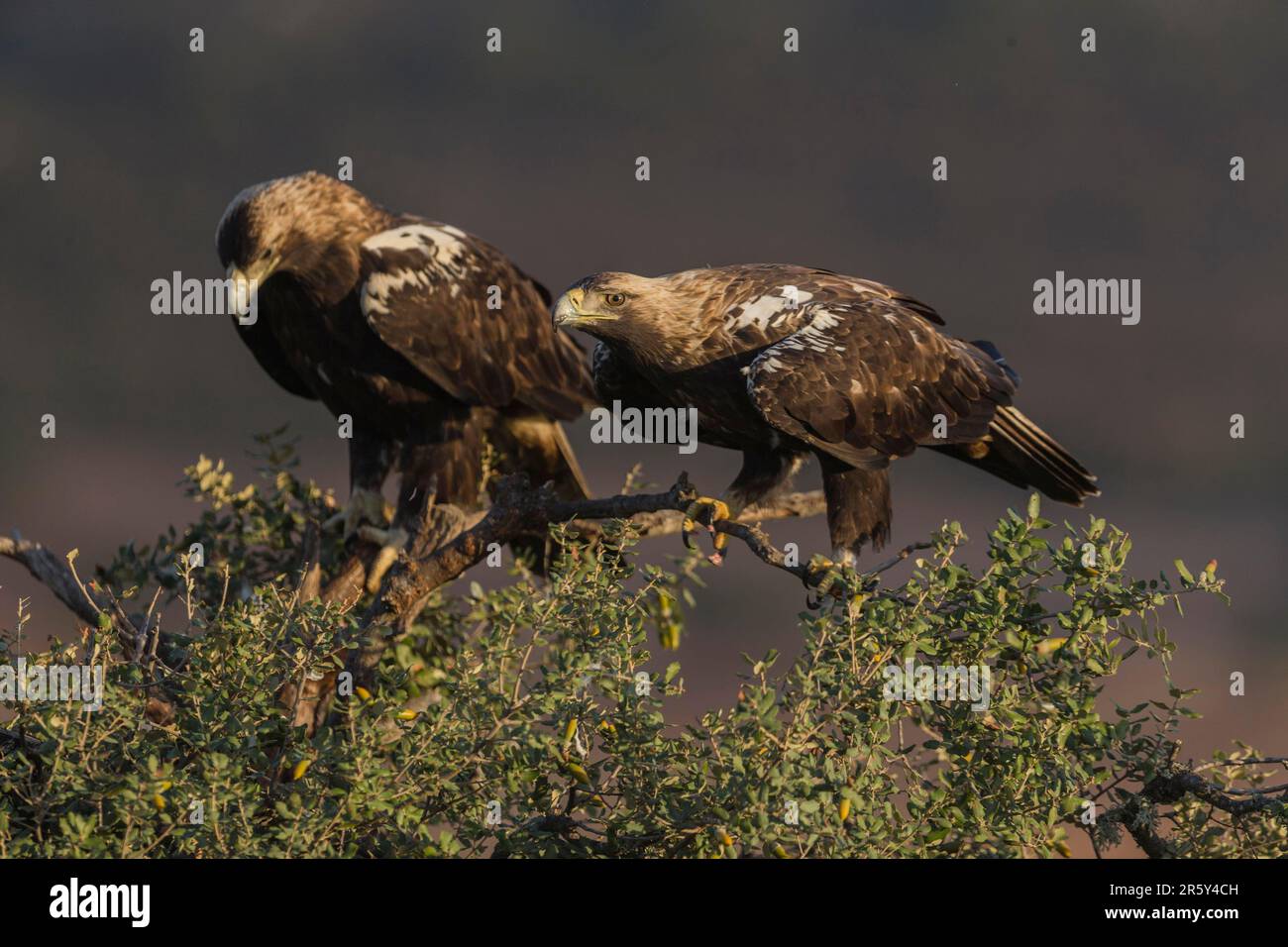 Spanish imperial eagle (Aquila adalberti), Spain Stock Photo - Alamy