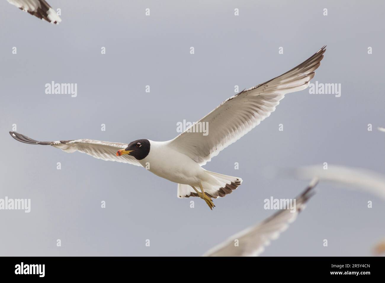 Pallas's gull (Ichthyaetus ichthyaetus), Danube Delta, Romania Stock ...