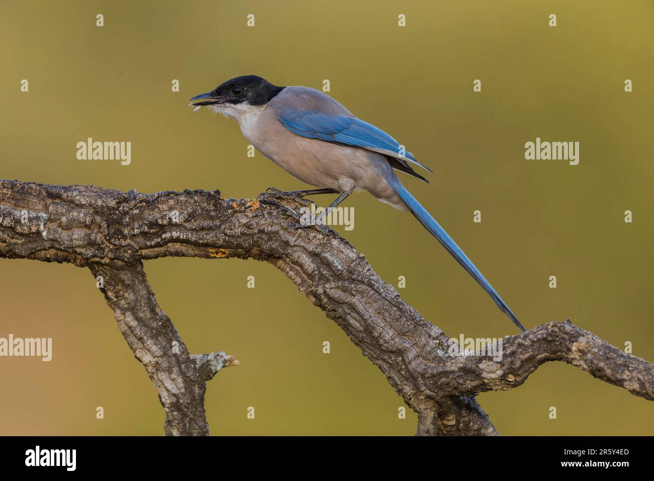 Magpie side view hi-res stock photography and images - Alamy