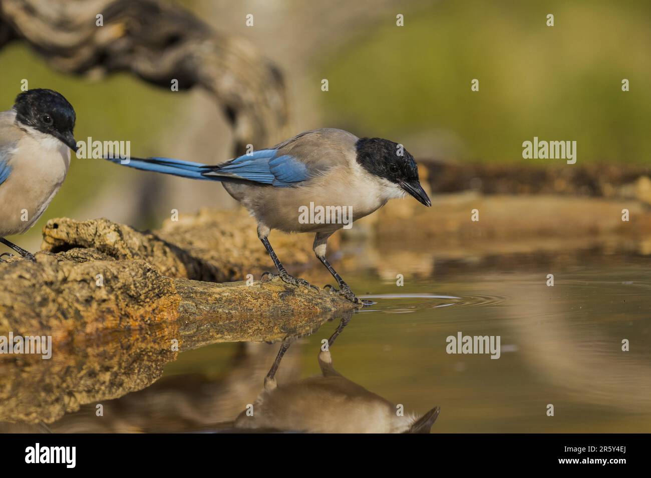 Blue Magpie (Cyanopica cyanus), Spain Stock Photo - Alamy