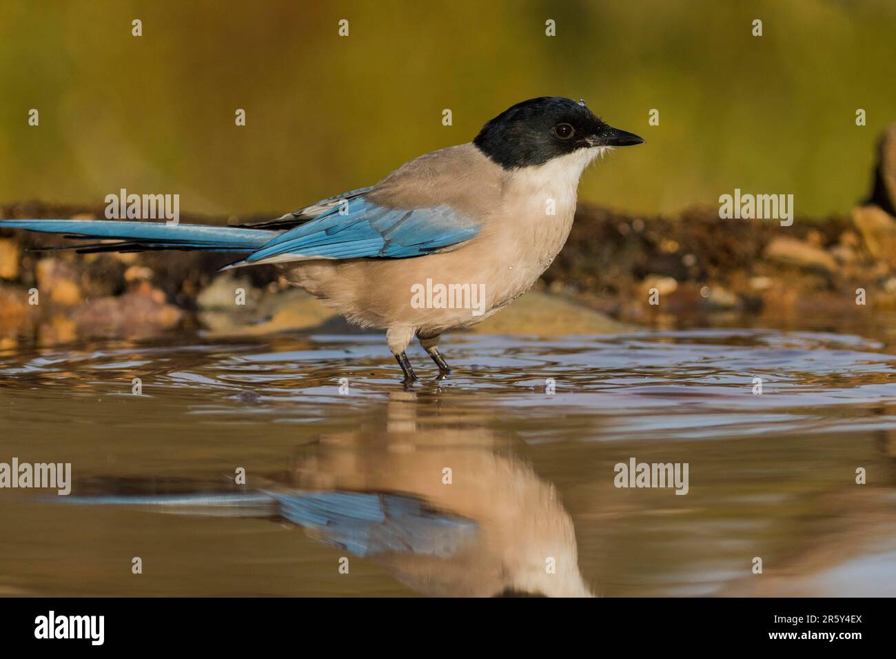 Blue Magpie (Cyanopica cyanus), Spain Stock Photo - Alamy