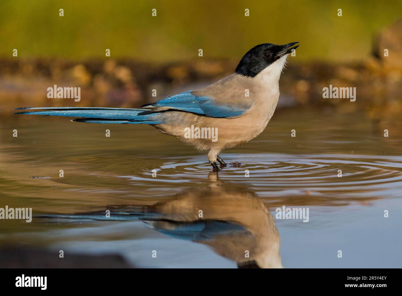 Blue Magpie (Cyanopica cyanus), Spain Stock Photo - Alamy
