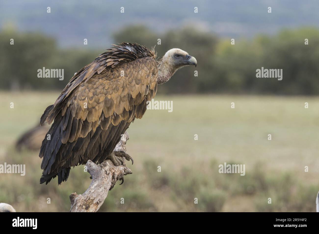 Vulture side view hi-res stock photography and images - Alamy