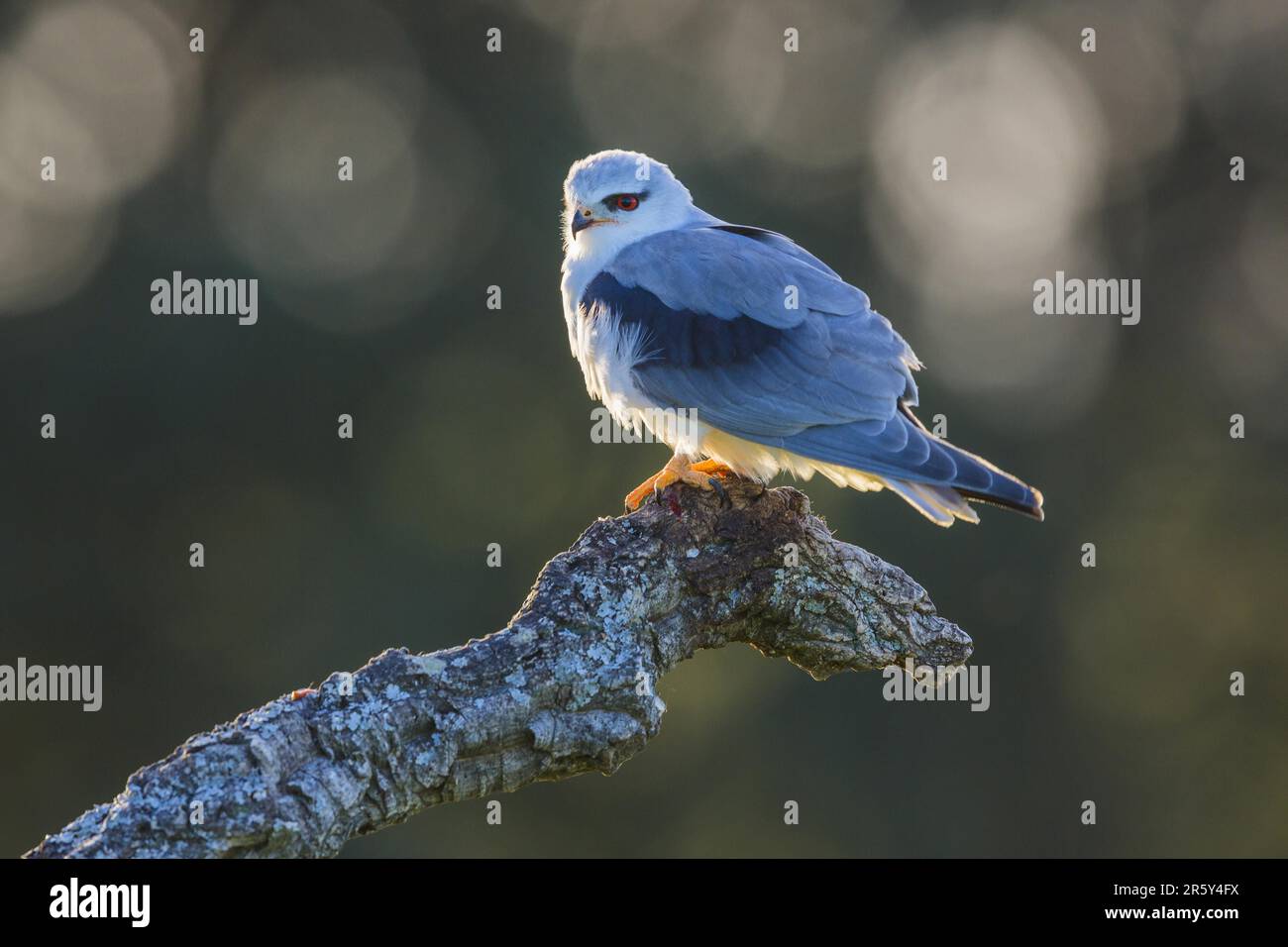 Black winged kite (Elanus caeruleus), Spain Stock Photo - Alamy