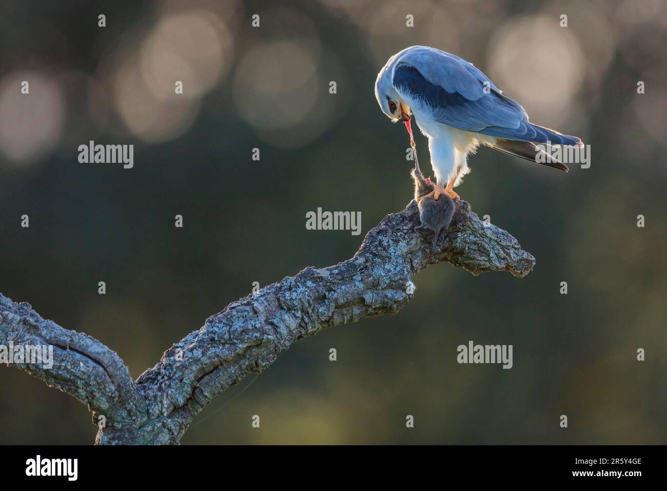 Black winged kite (Elanus caeruleus), Spain Stock Photo - Alamy