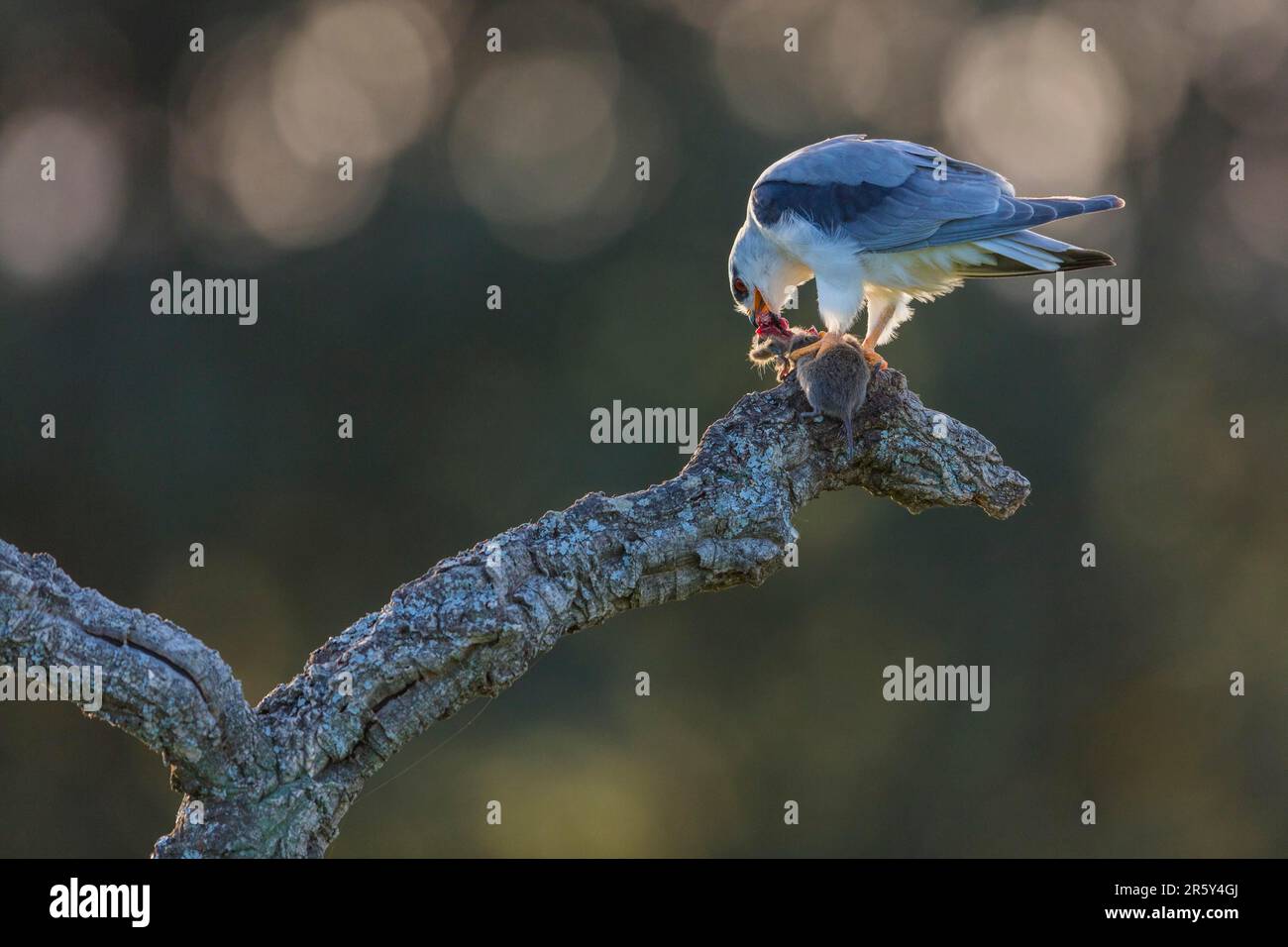 Black winged kite (Elanus caeruleus), Spain Stock Photo - Alamy