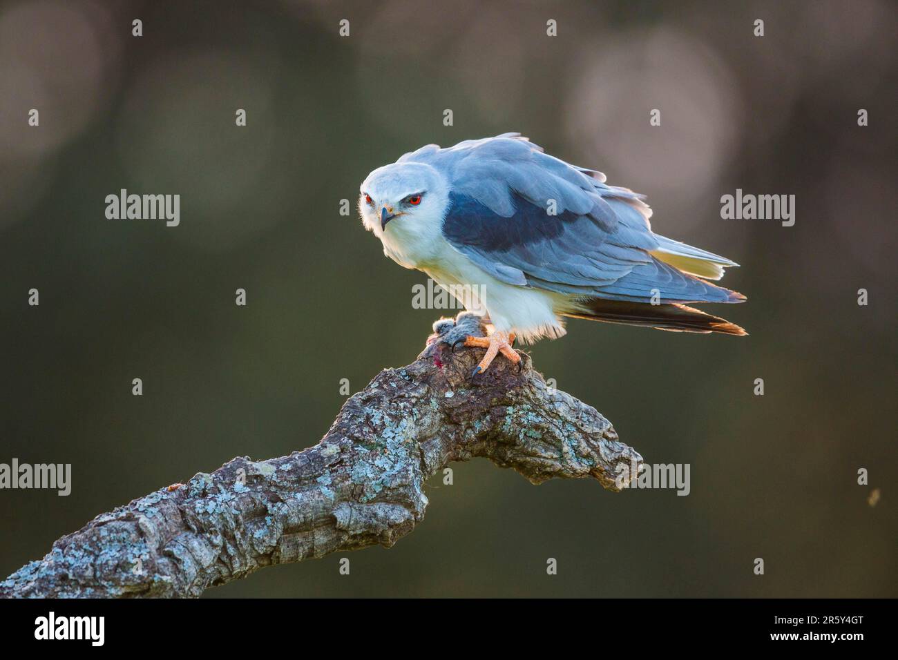 Black winged kite (Elanus caeruleus), Spain Stock Photo - Alamy