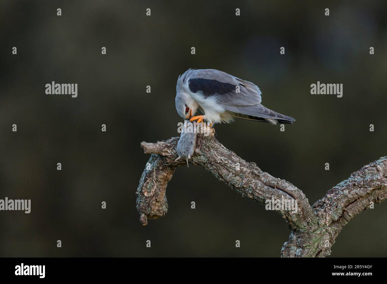 Black winged kite (Elanus caeruleus), Spain Stock Photo - Alamy