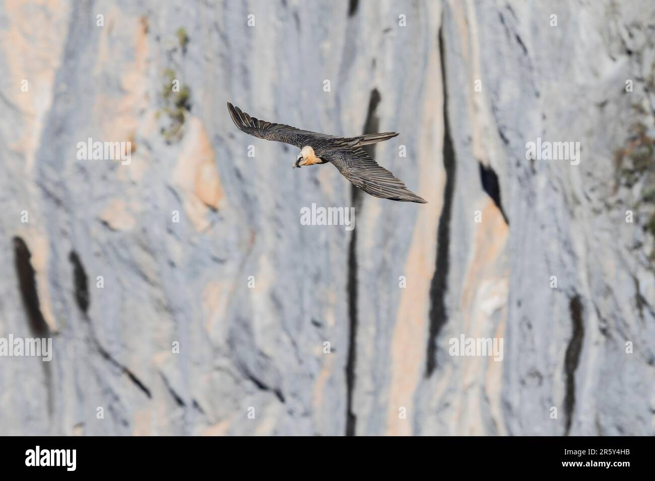 Bird of prey bird spain spanish pyrenees hi-res stock photography and ...
