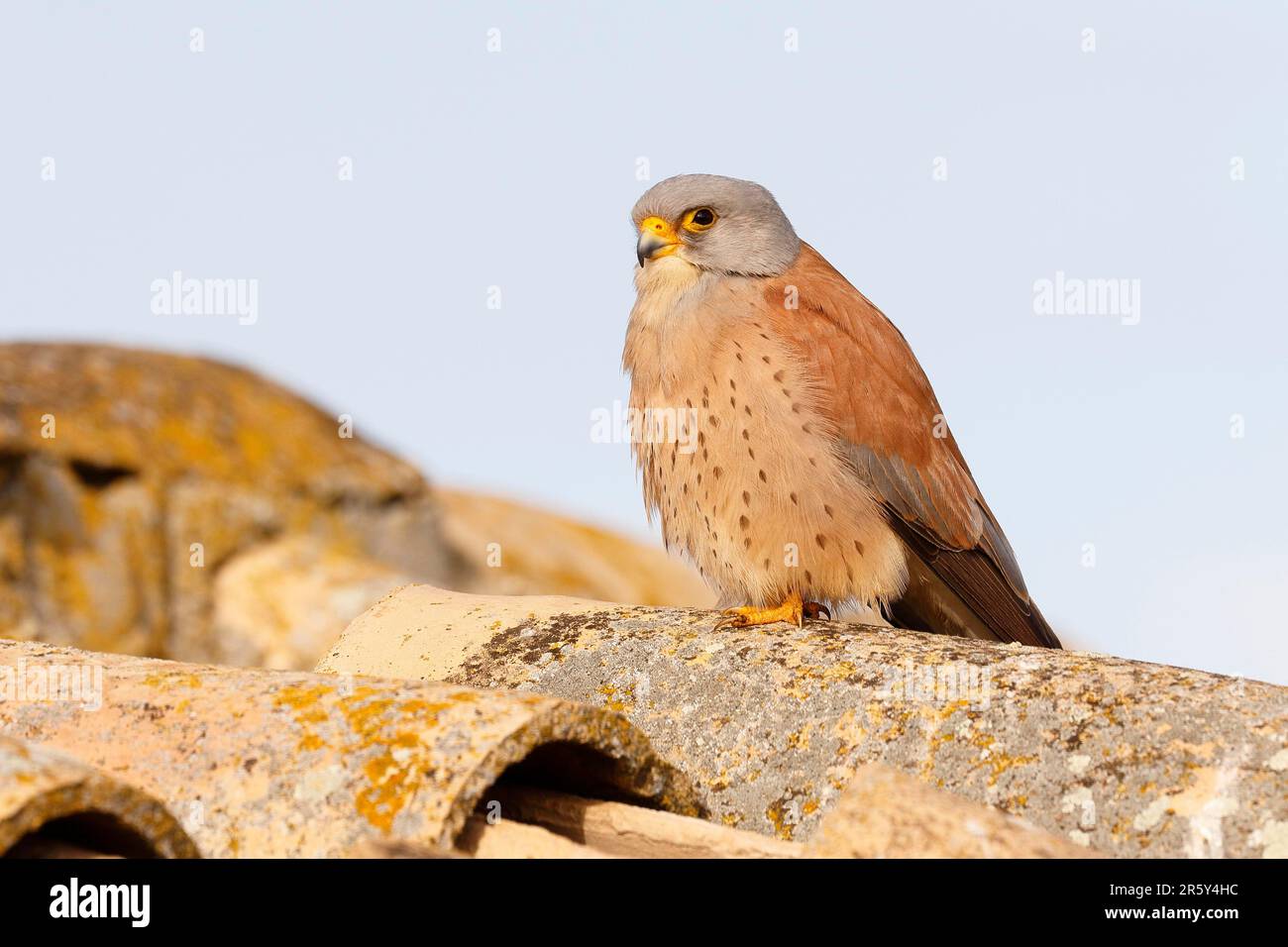 Lesser Kestrel (Falco naumanni) m, Spain Stock Photo - Alamy