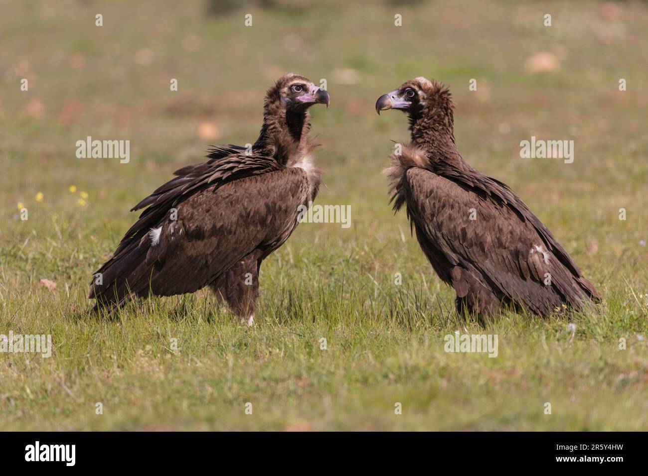 Vulture side view hi-res stock photography and images - Alamy