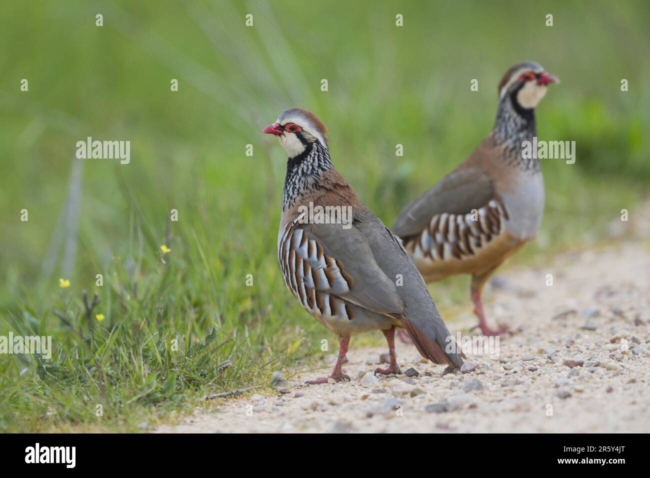 Couple red legged partridge hi-res stock photography and images - Alamy
