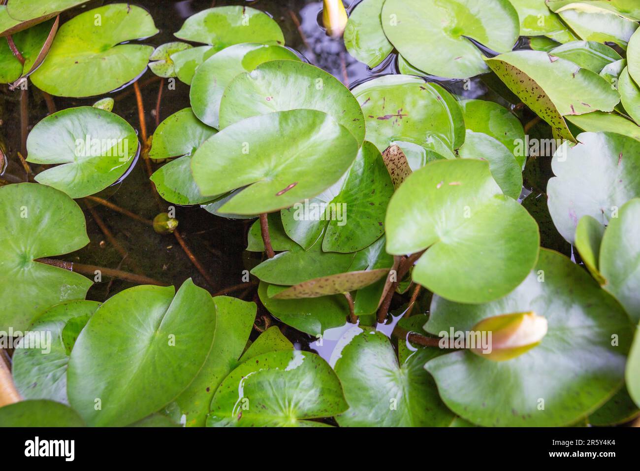 Chinese Water Lilies, Suzhou Stock Photo - Alamy