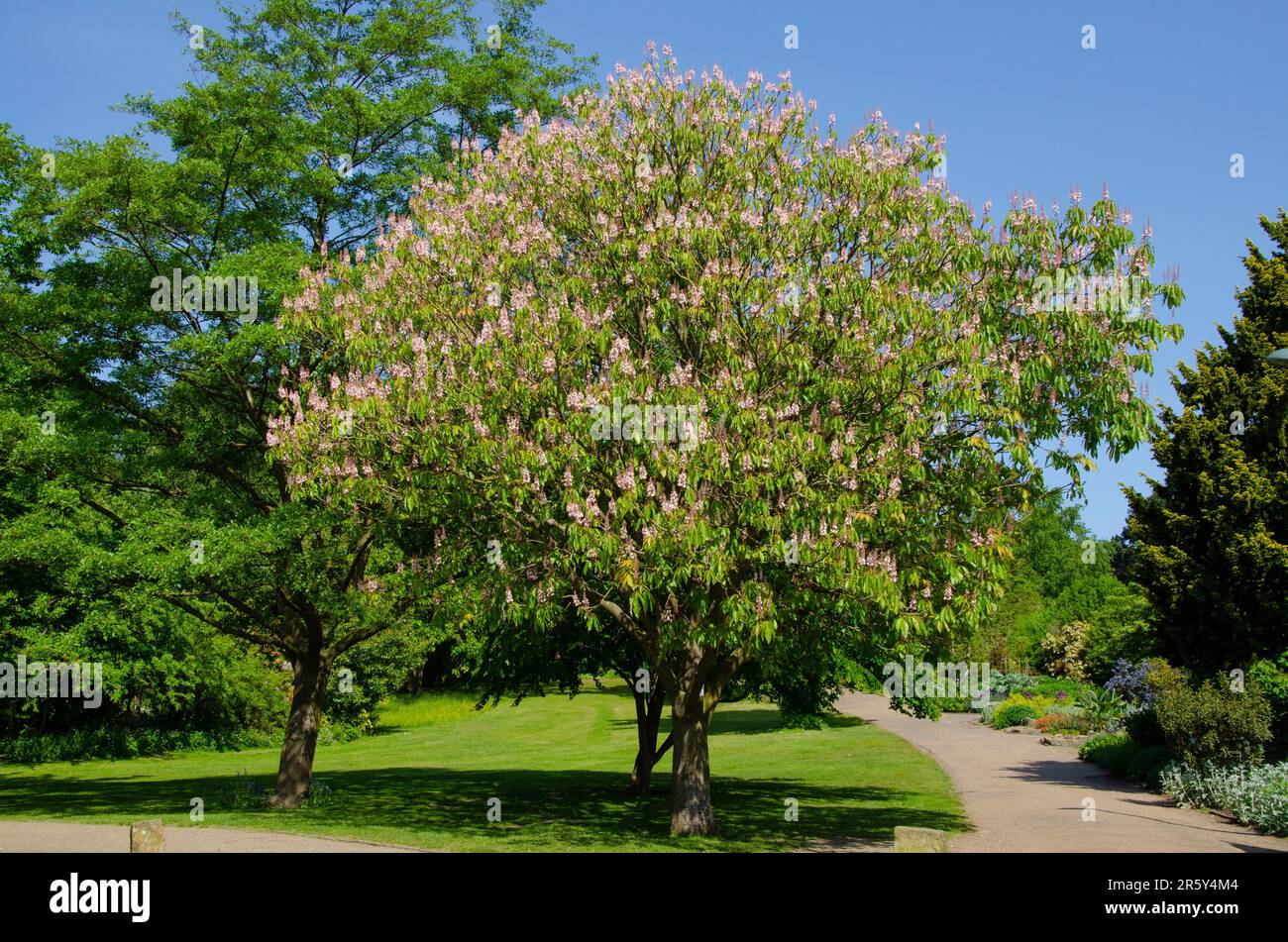 Indian horse chestnut tree in full bloom. Aesculus indica Stock Photo ...