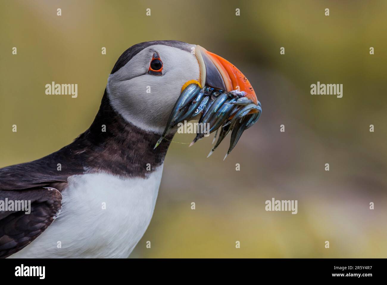 Puffin (Fratercula arctica) with fish, GB, ferns Iceland Stock Photo ...