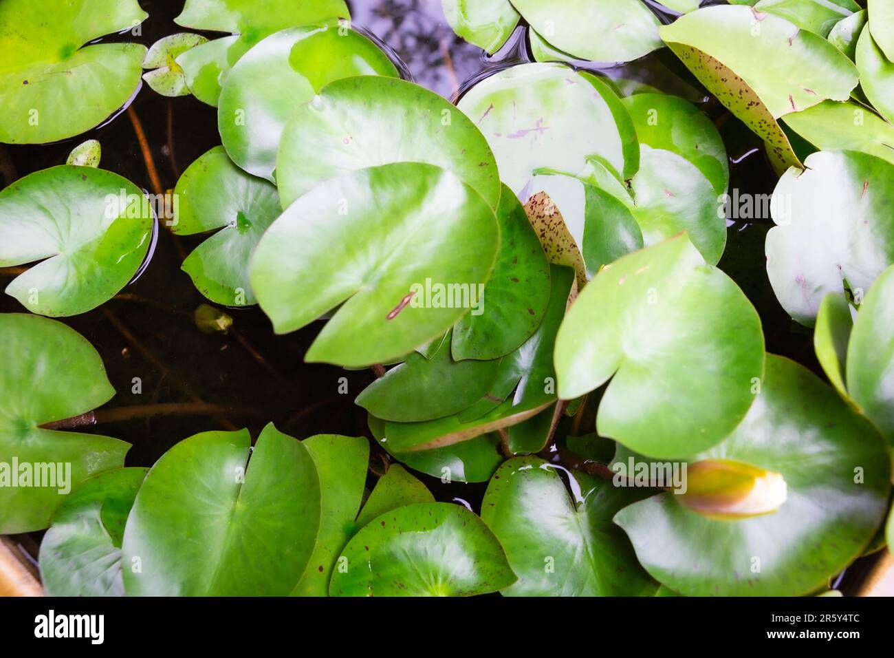 Chinese pavillion water hi-res stock photography and images - Alamy
