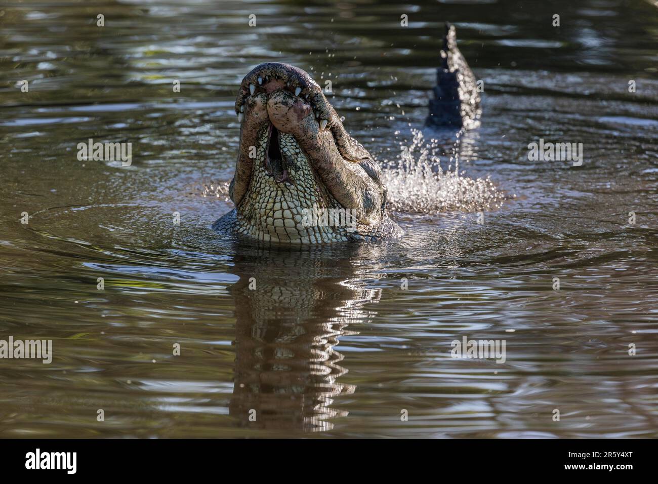 Alligator mating hi-res stock photography and images - Alamy