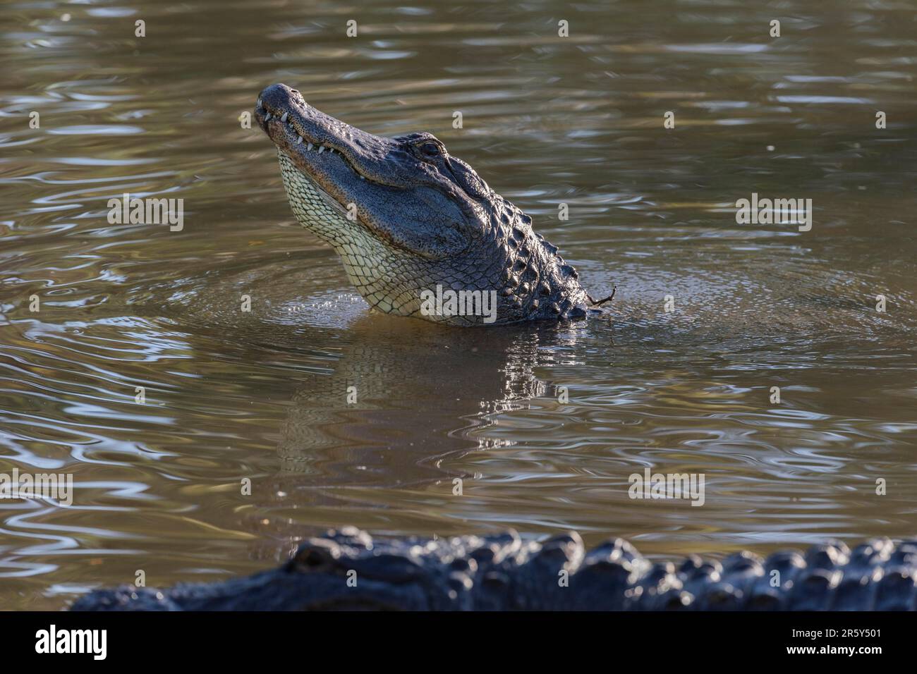 American alligator (Alligator mississippiensis), Florida, Gatorland ...