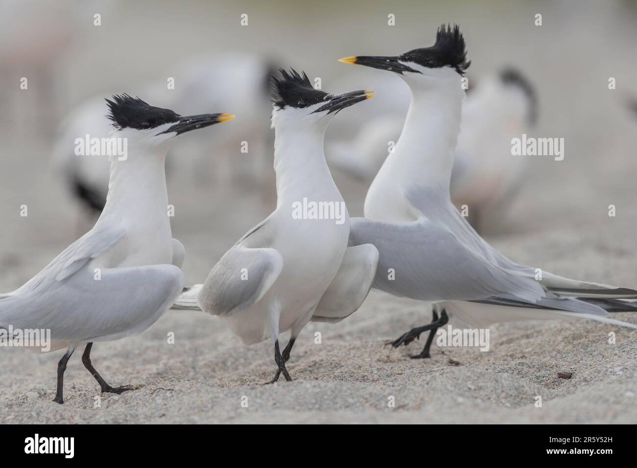 Sandwich tern (Thalasseus sandvicensis), USA, Florida Stock Photo - Alamy