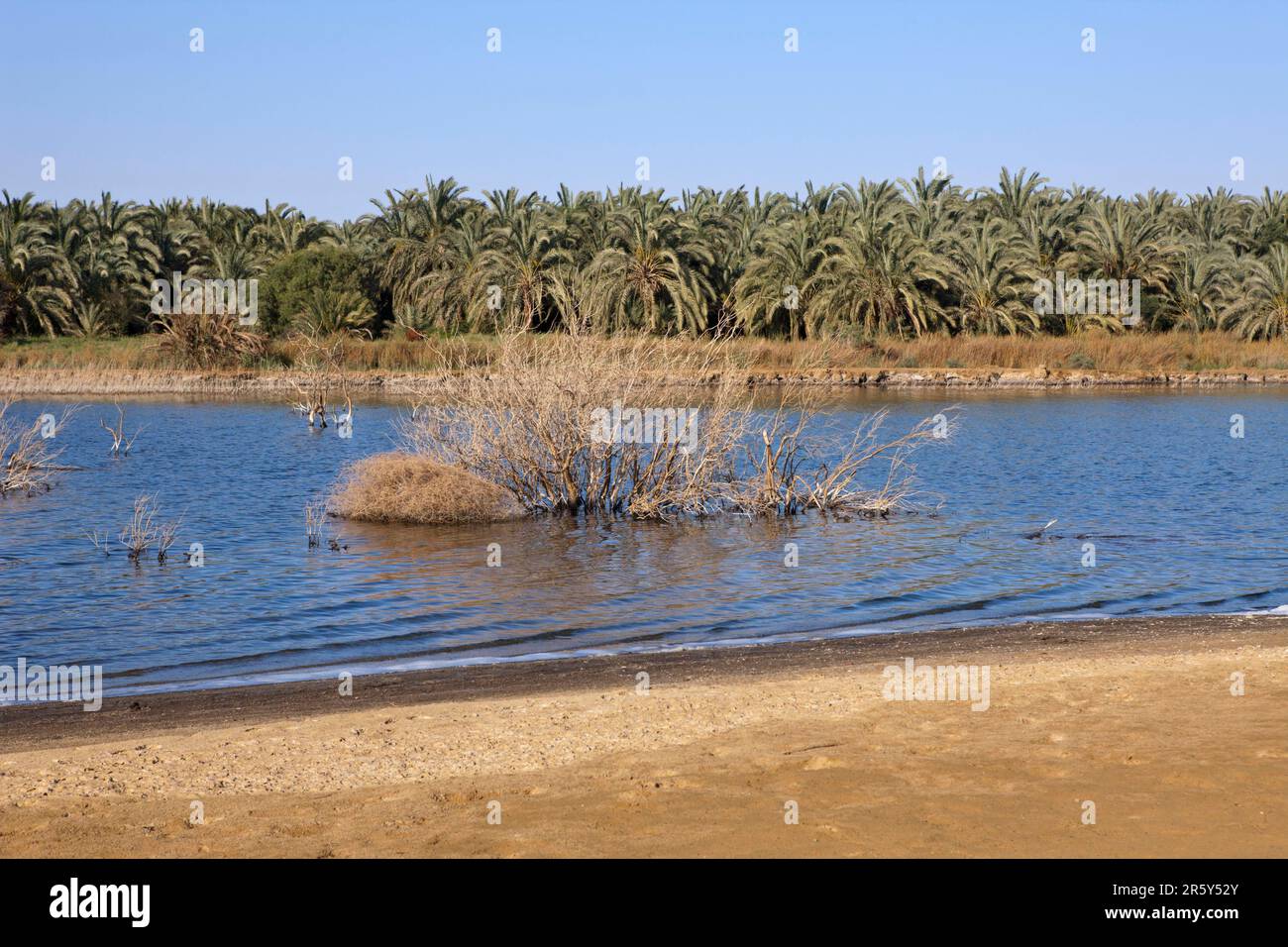 Libyan desert oasis
