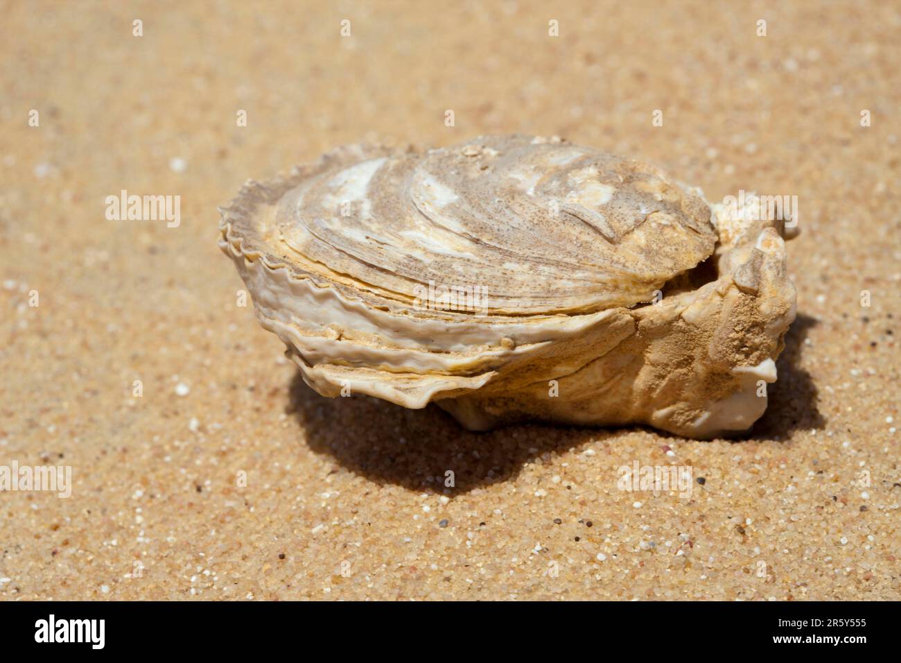 Shell fossil desert hi-res stock photography and images - Alamy