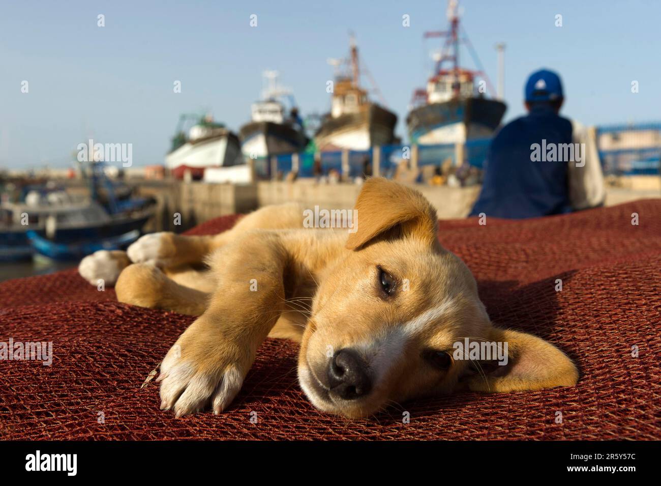 Moroccan dog hi-res stock photography and images - Alamy