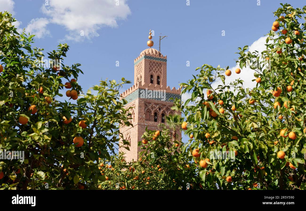 Morocco, Mosque El Mouassine, orange trees, in Marrakech Stock Photo ...