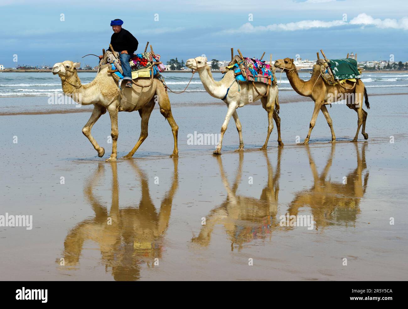 Morocco, dromedary driver, beach, Essaouira Stock Photo - Alamy