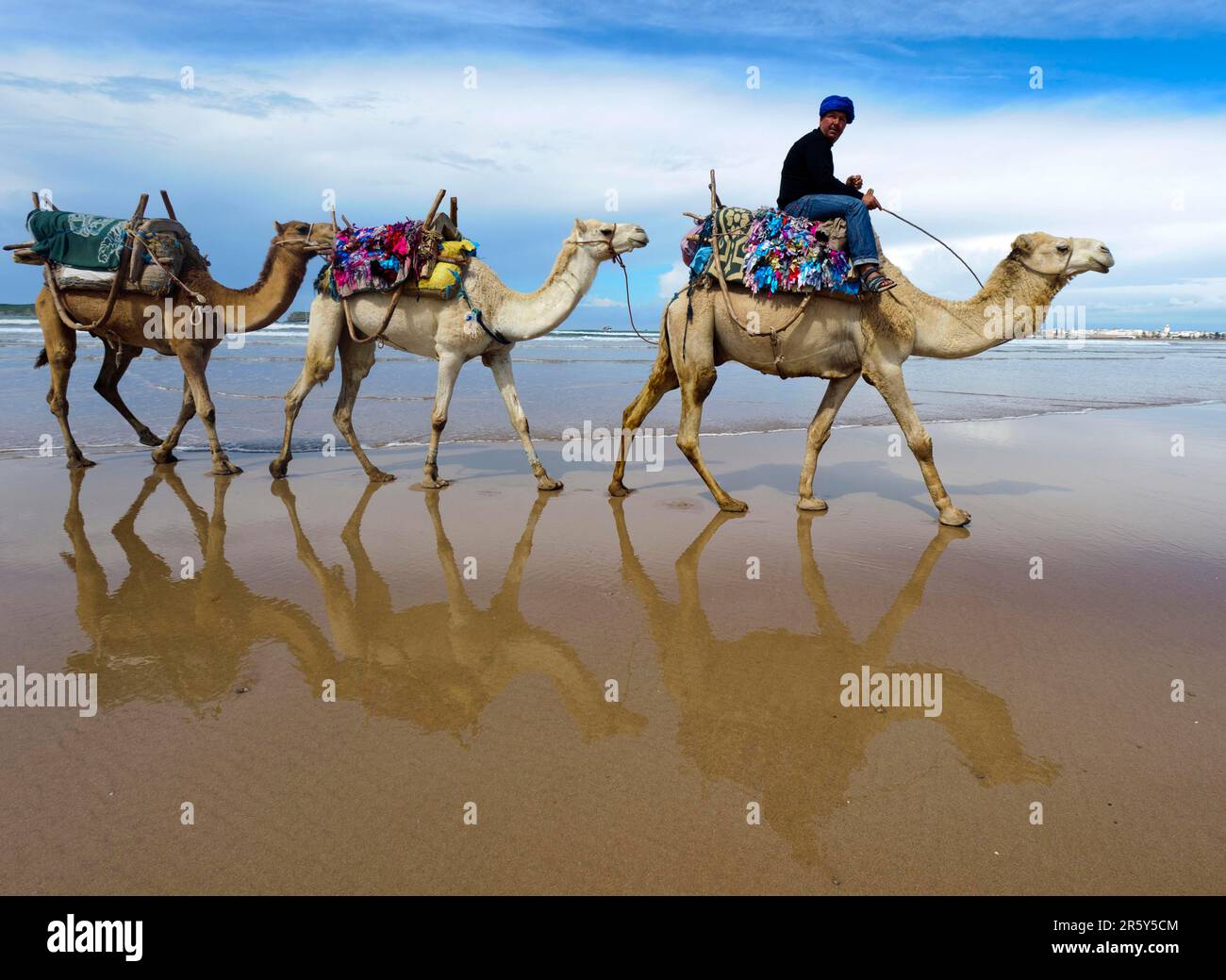 Morocco, dromedary driver, beach, Essaouira Stock Photo - Alamy