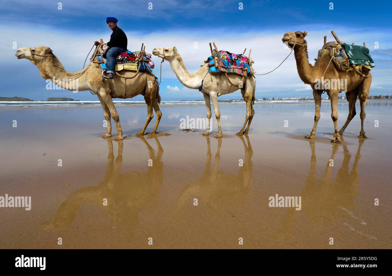 Morocco, dromedary driver, beach, Essaouira Stock Photo - Alamy
