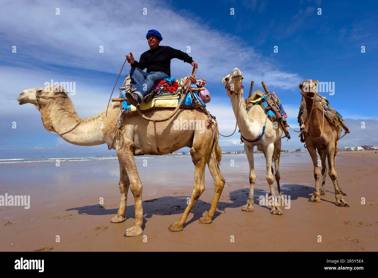 Morocco, dromedary driver, beach, Essaouira Stock Photo - Alamy