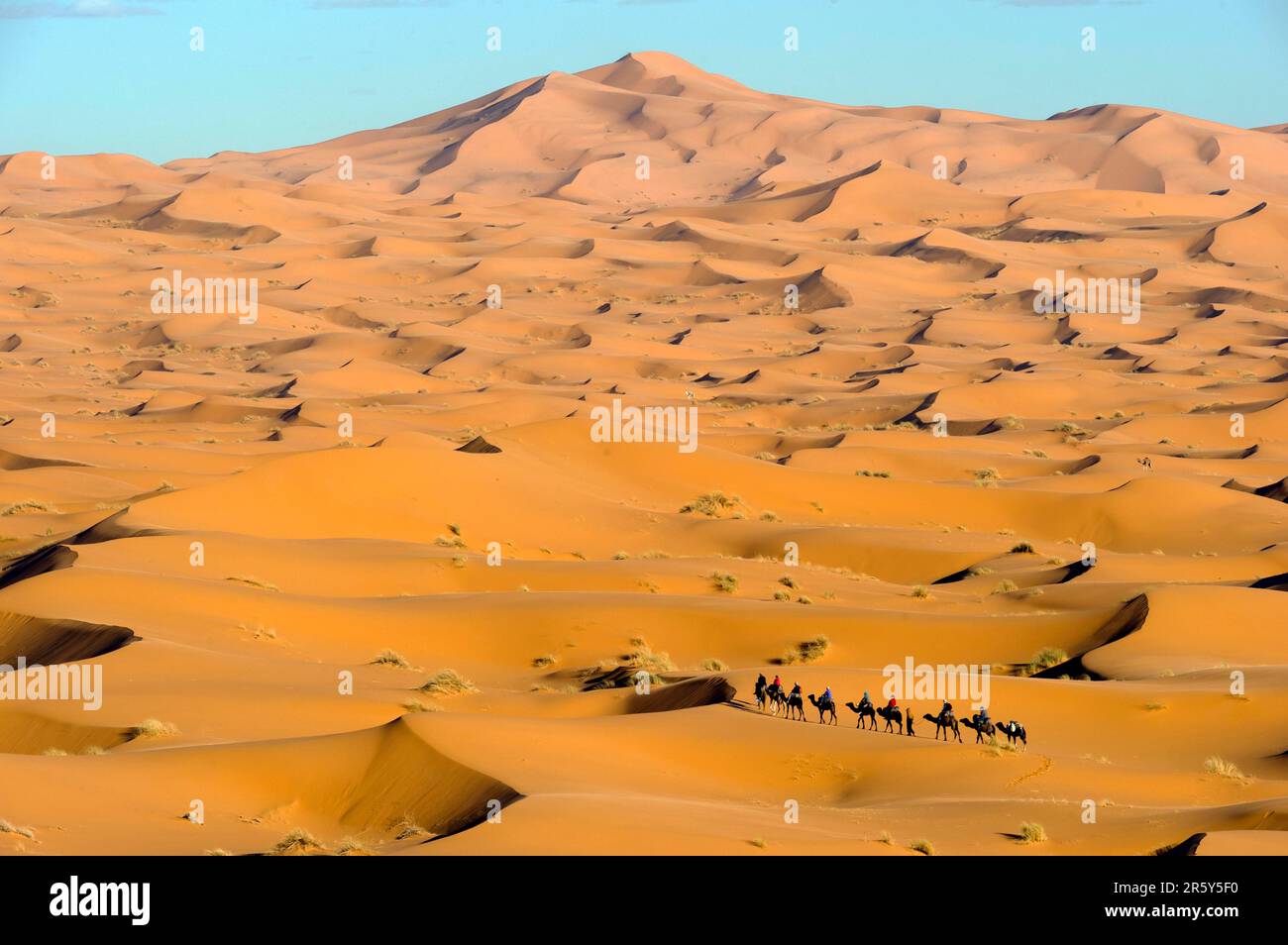 Morocco, camel driver, Berber, Erg Chebbi desert, dunes, caravan Stock ...