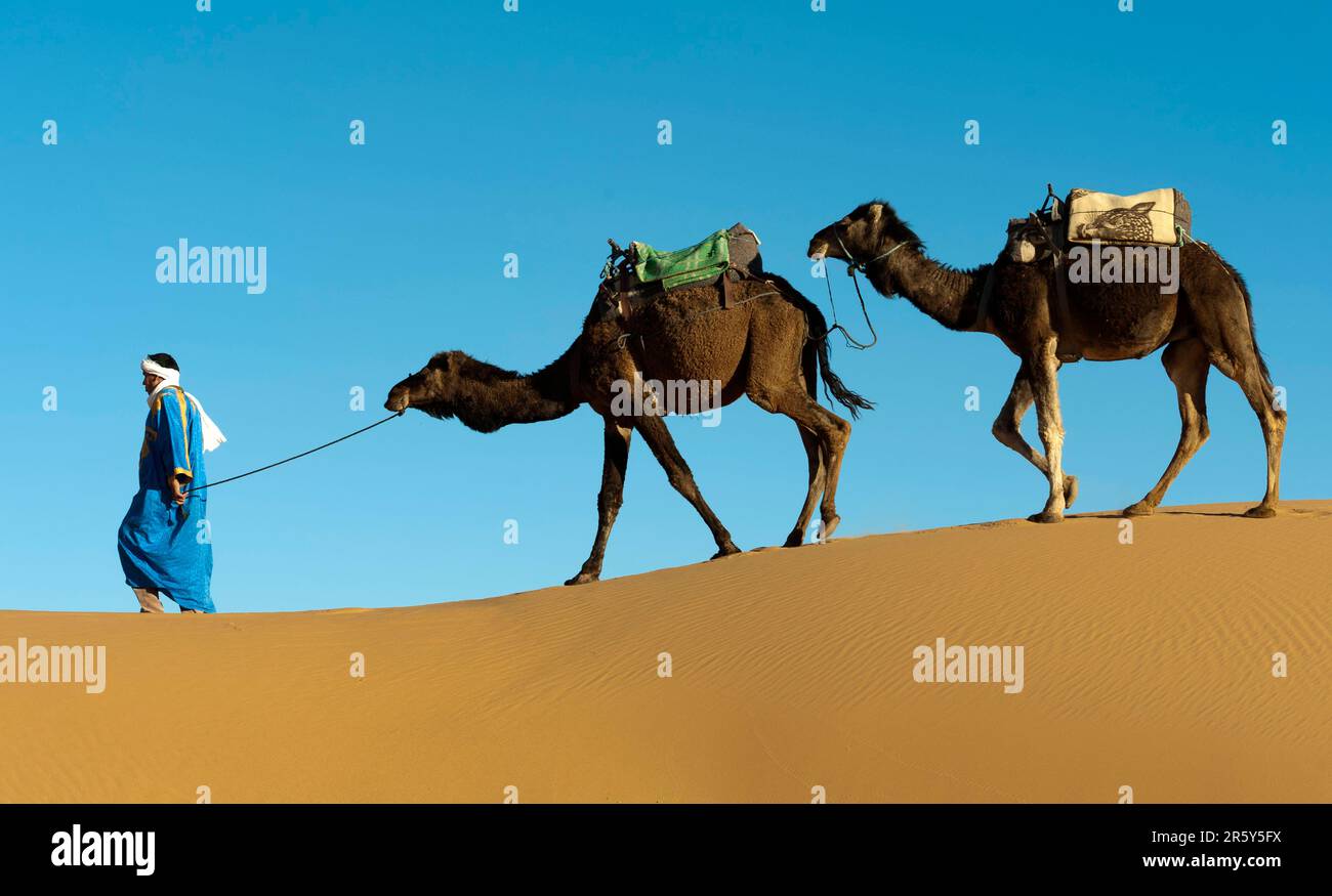 Morocco, camel driver, Berber, Erg Chebbi desert, dunes Stock Photo - Alamy