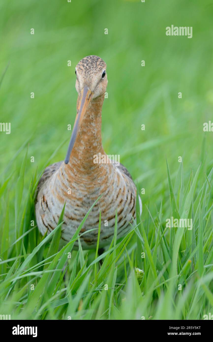 Black-tailed godwit (Limosa limosa), female Island of Texel ...