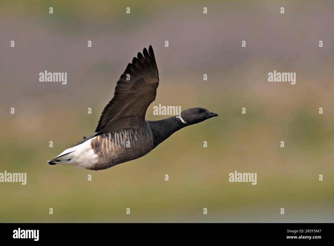 Flying brent goose (Branta bernicla), Island of Texel, Netherlands ...