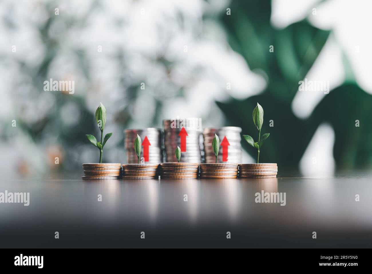 Save money, success goals and investment growth concept. Tree growing ...