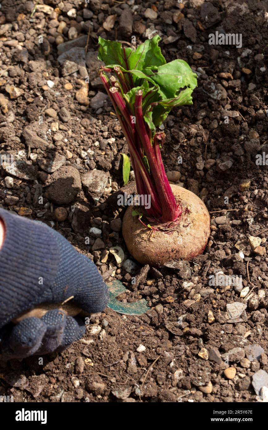 Person digging beetroot from a garden vegetable plot using a fork. Grow ...