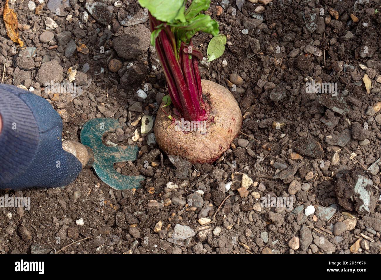 Person digging beetroot from a garden vegetable plot using a fork. Grow ...