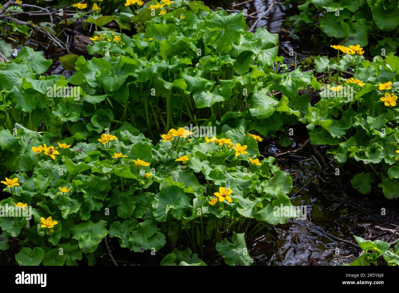 In spring, caltha palustris grows in the moist alder forest. Early ...