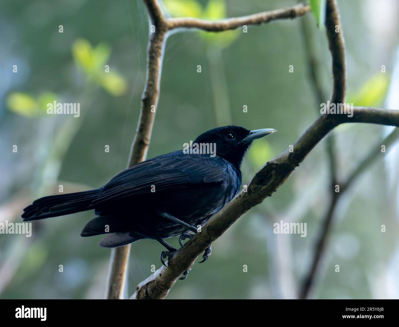 Marquesas Monarch, Pomarea mendozae, an endemic bird found only on ...