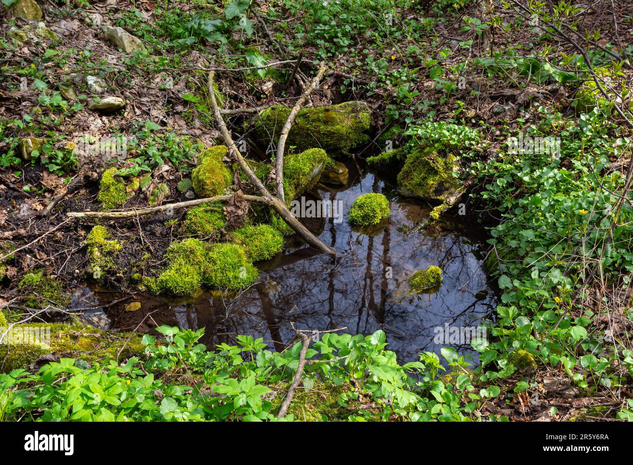 River in a forest park. Plants, moss, green grass. Reflections on water ...